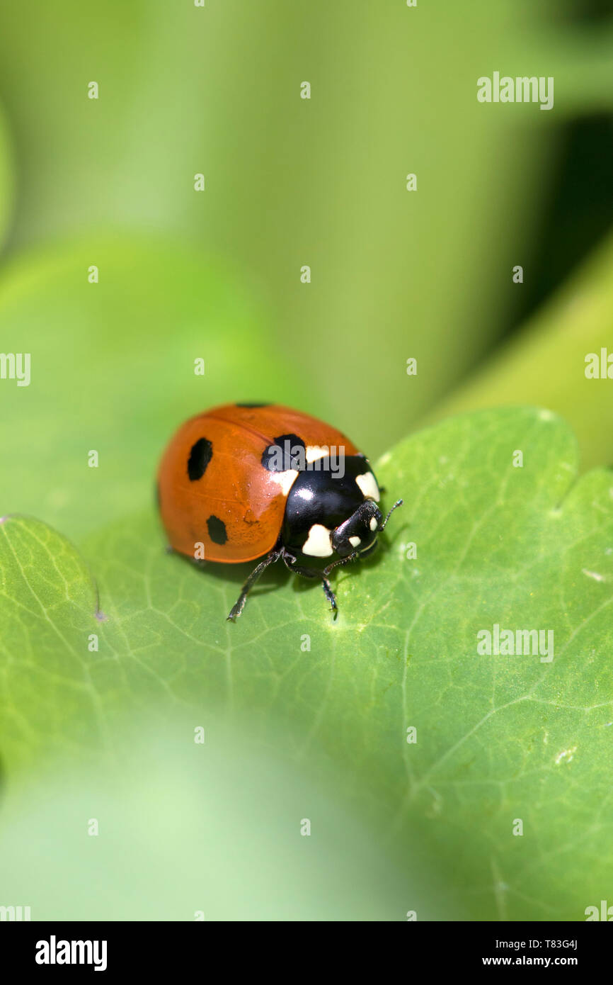 Ladybird insects hi-res stock photography and images - Alamy