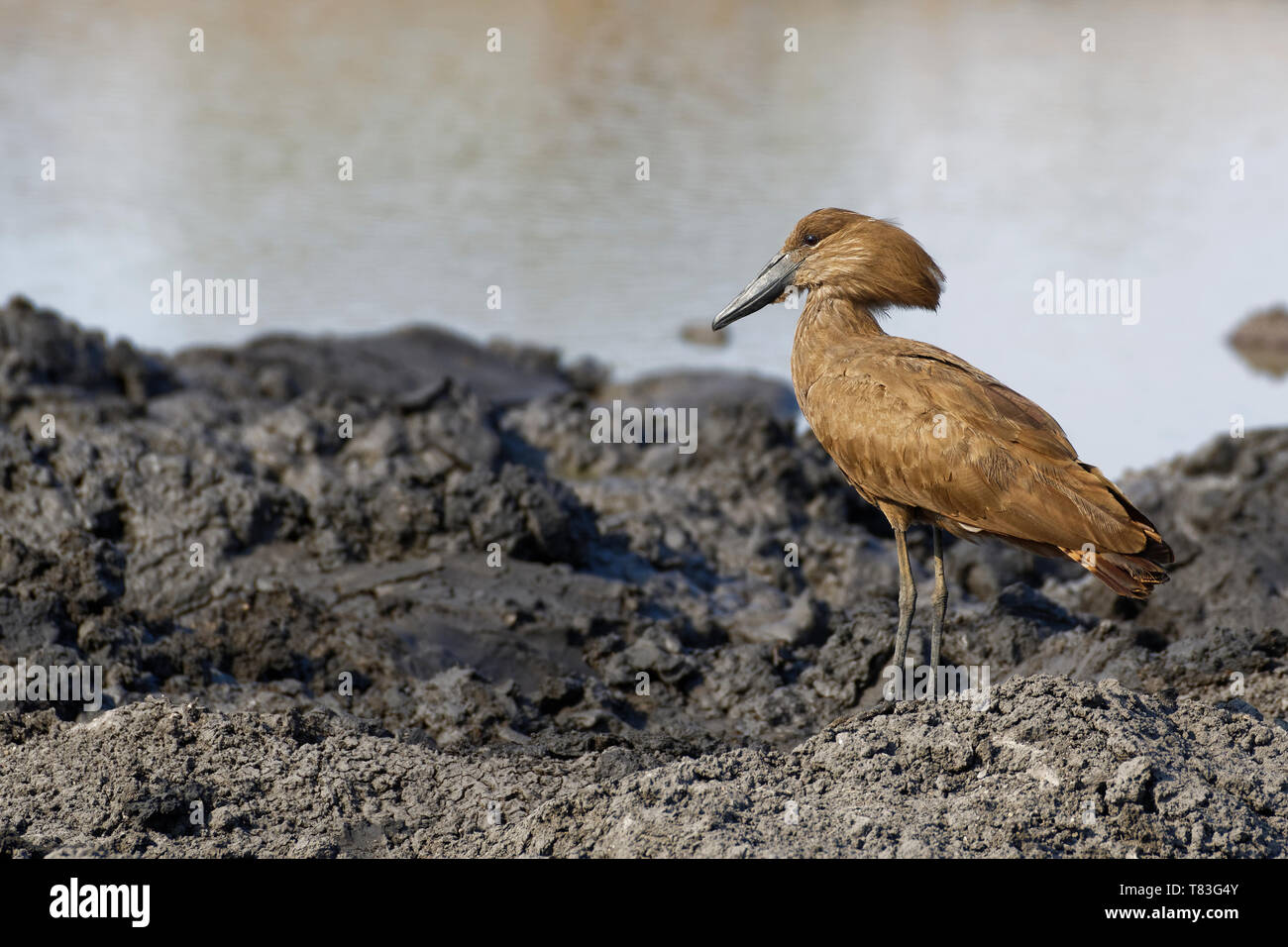 Hamerkop hammerhead scopus umbretta bird hi-res stock photography and ...