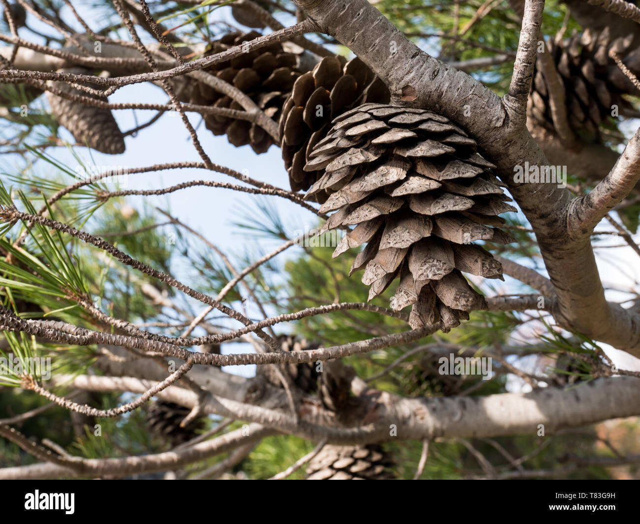 Close up in nature hi-res stock photography and images - Alamy