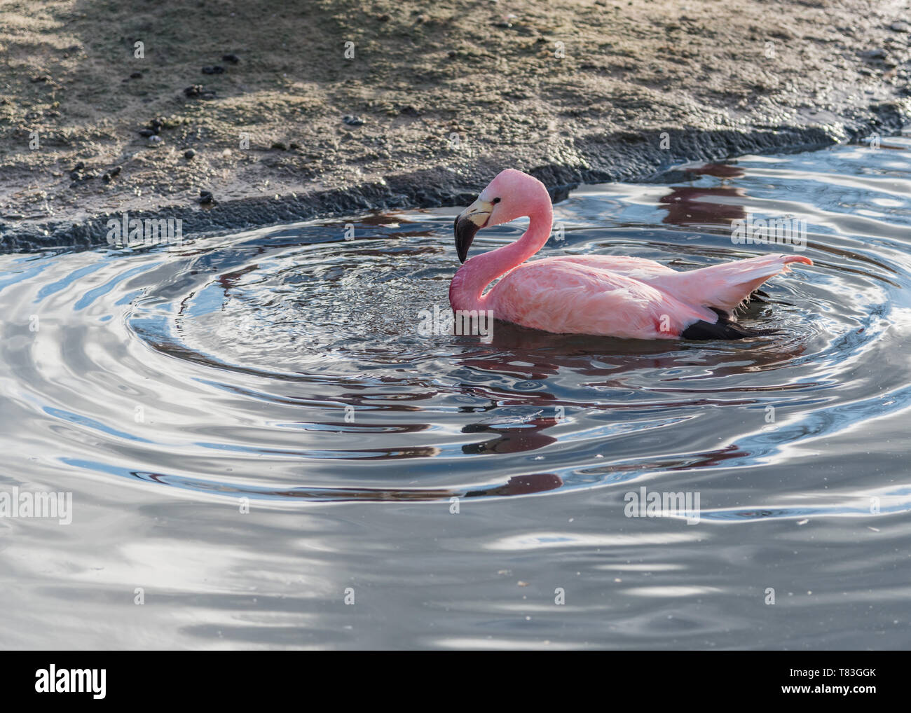 Single pink Flamingo glides across the water causing ripples Stock ...