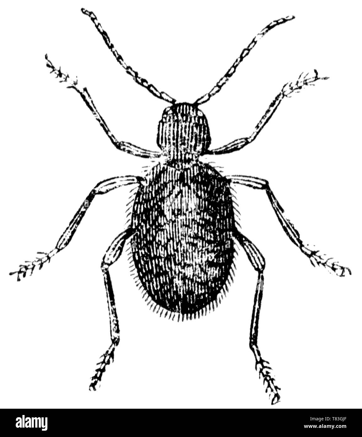 Spider beetle hi-res stock photography and images - Alamy