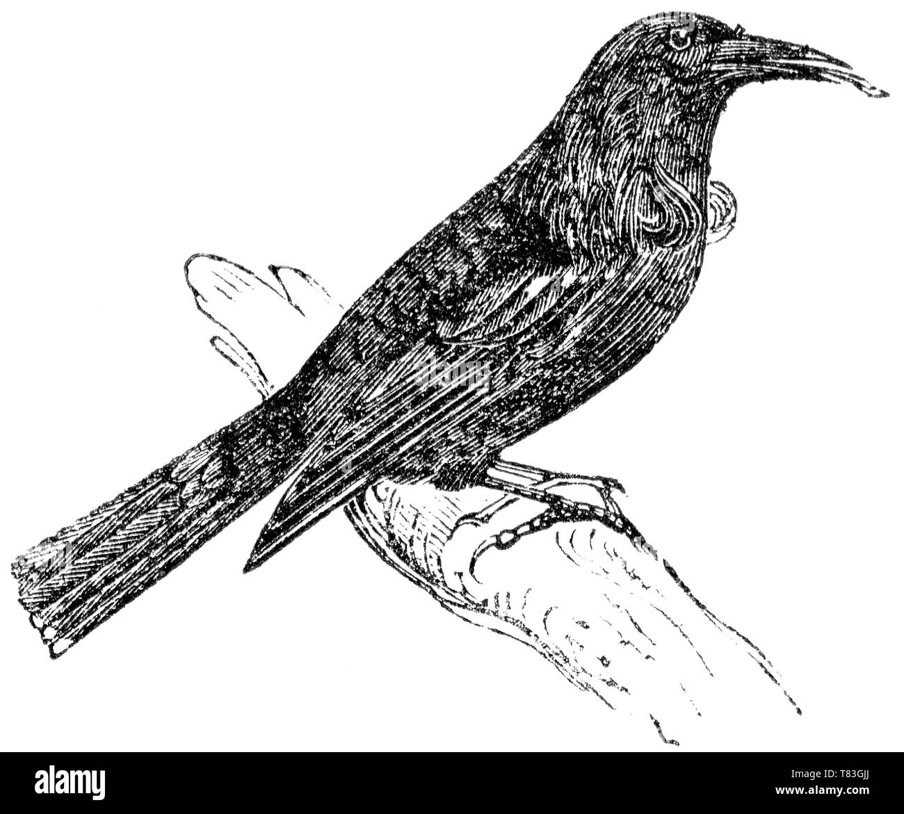 Poe bird hi-res stock photography and images - Alamy