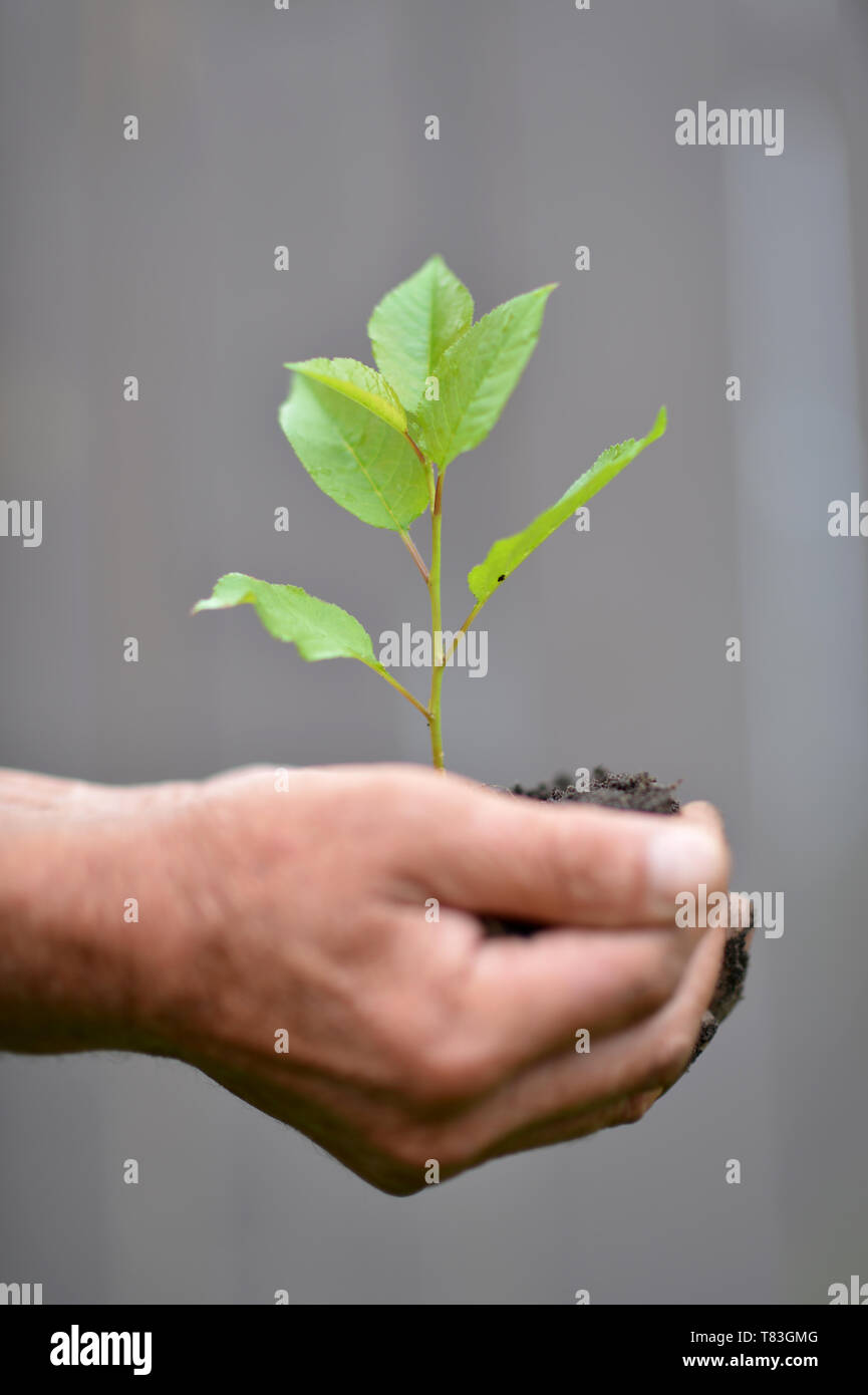 Beautiful hands holding a young tree sprout close up Stock Photo - Alamy