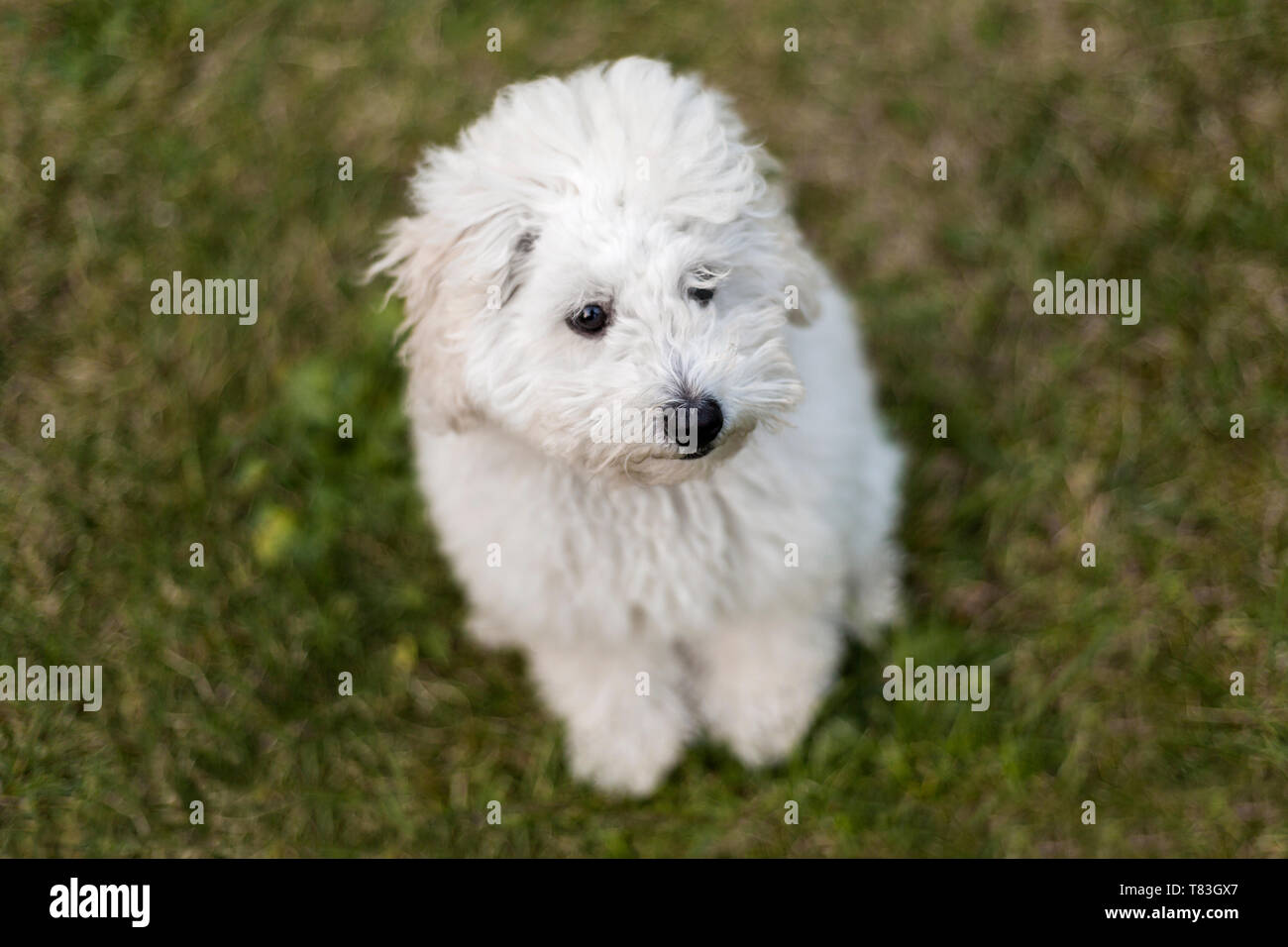 Portrait of a white Poodle puppy outdoors Stock Photo - Alamy