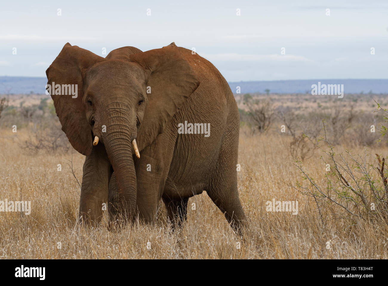 African bush elephant (Loxodonta africana), elephant cow in defensive ...