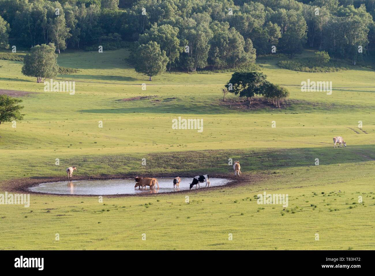 China, Inner Mongolia, Hebei Province, Zhangjiakou, Bashang Grassland ...
