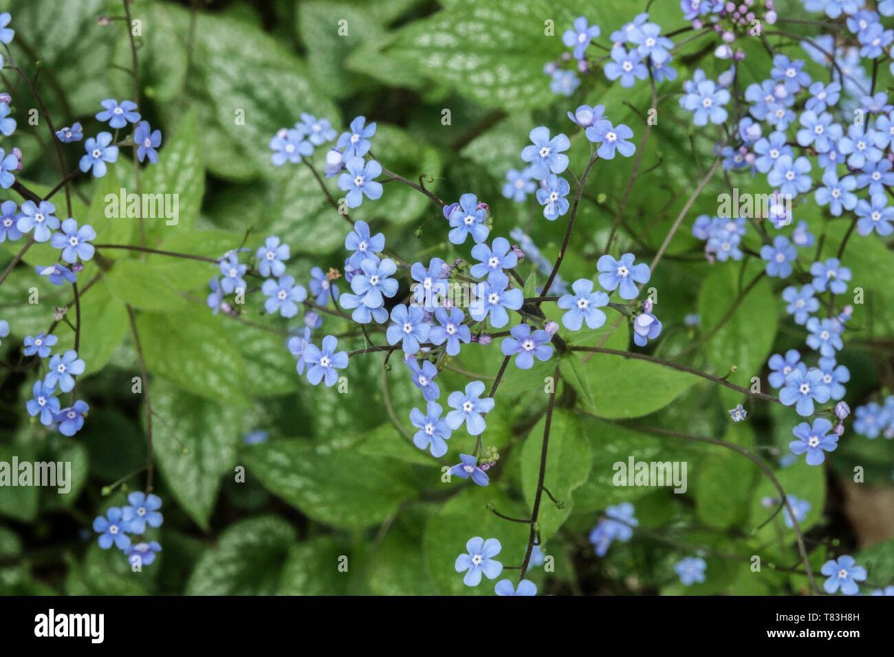 Siberian Bugloss Brunnera macrophylla 'Alexander's Great' Stock Photo ...