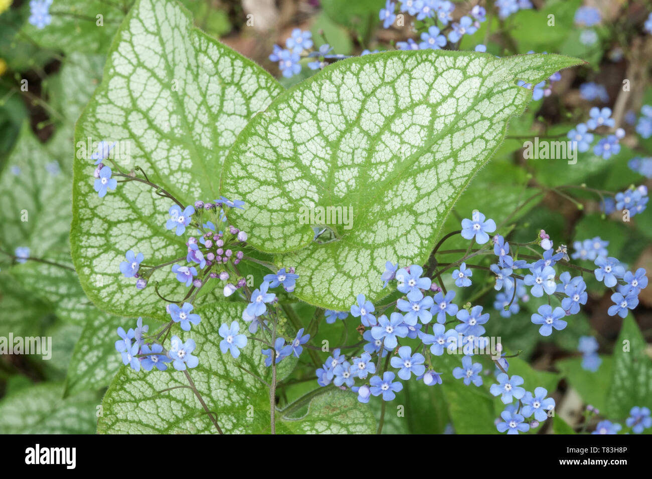 Brunnera ‘alexander’s great’ hi-res stock photography and images - Alamy