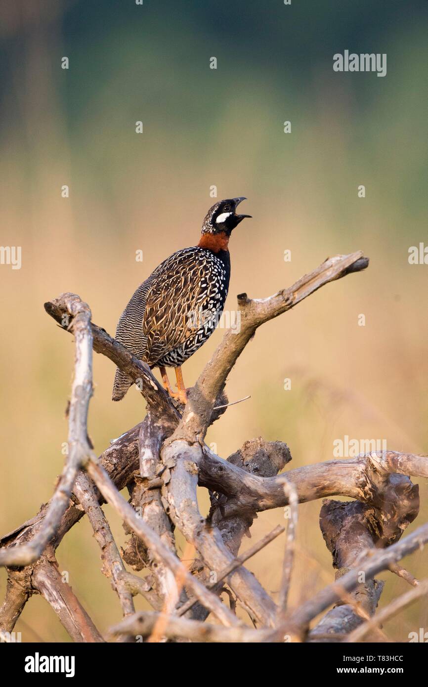 Birds of uttarakhand hi-res stock photography and images - Alamy