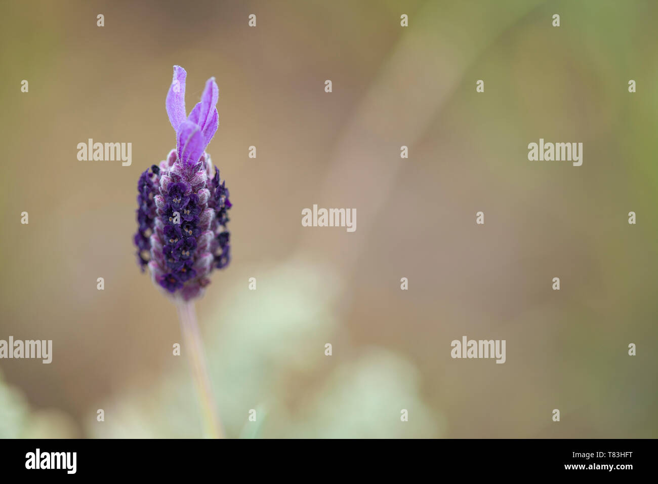 Flora of Gran Canaria - spanish lavender inflorescence Stock Photo - Alamy