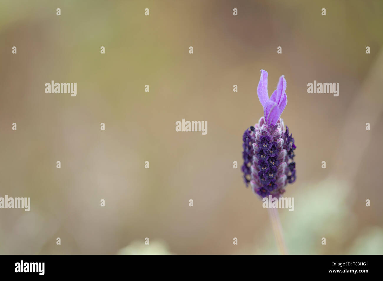 Flora of Gran Canaria - spanish lavender inflorescence Stock Photo - Alamy