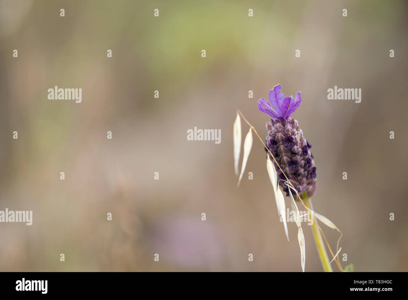 Flora of Gran Canaria - spanish lavender inflorescence Stock Photo - Alamy