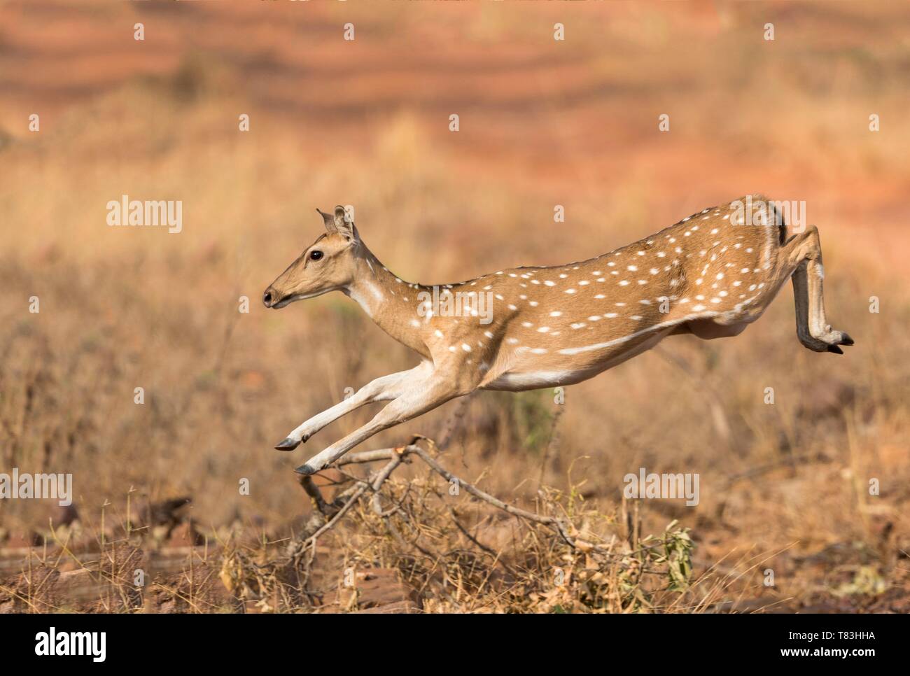 Chital Deer