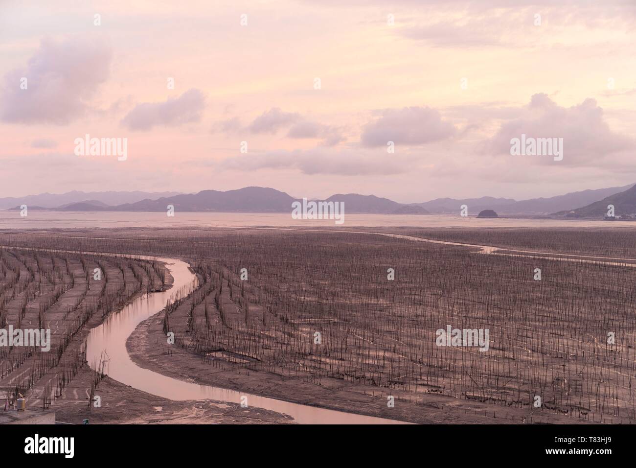 China, Fujiang Province, Xiapu County, Fishing poles, Bamboos at low ...