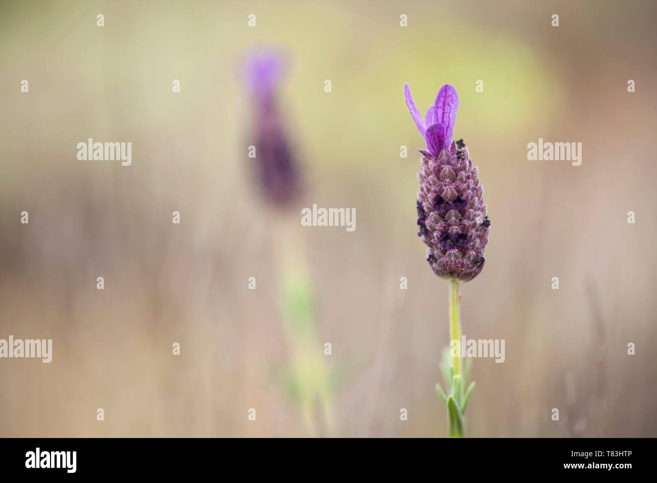 Flora of Gran Canaria - spanish lavender inflorescence Stock Photo - Alamy