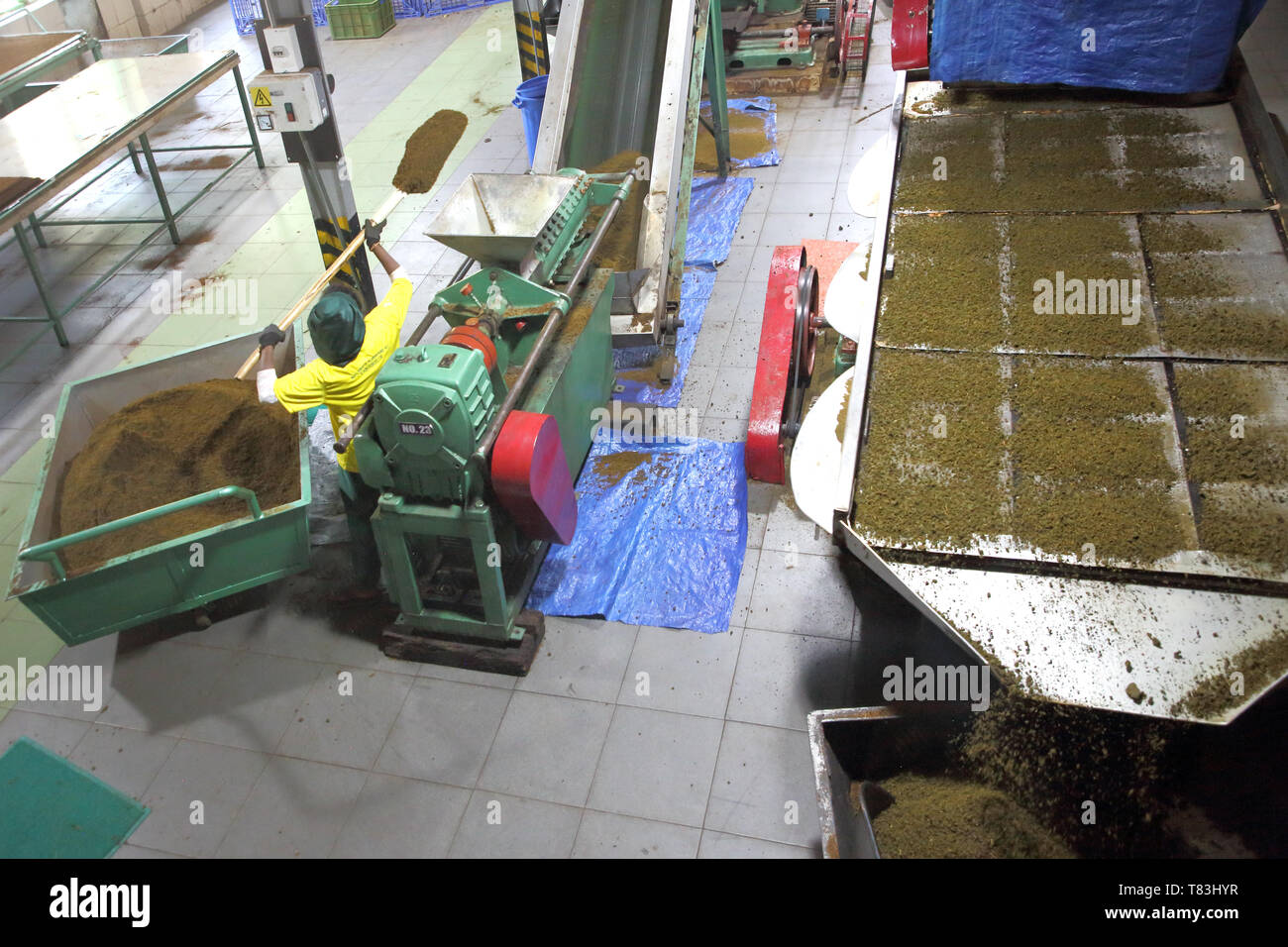 Grading tea industry hi-res stock photography and images - Alamy