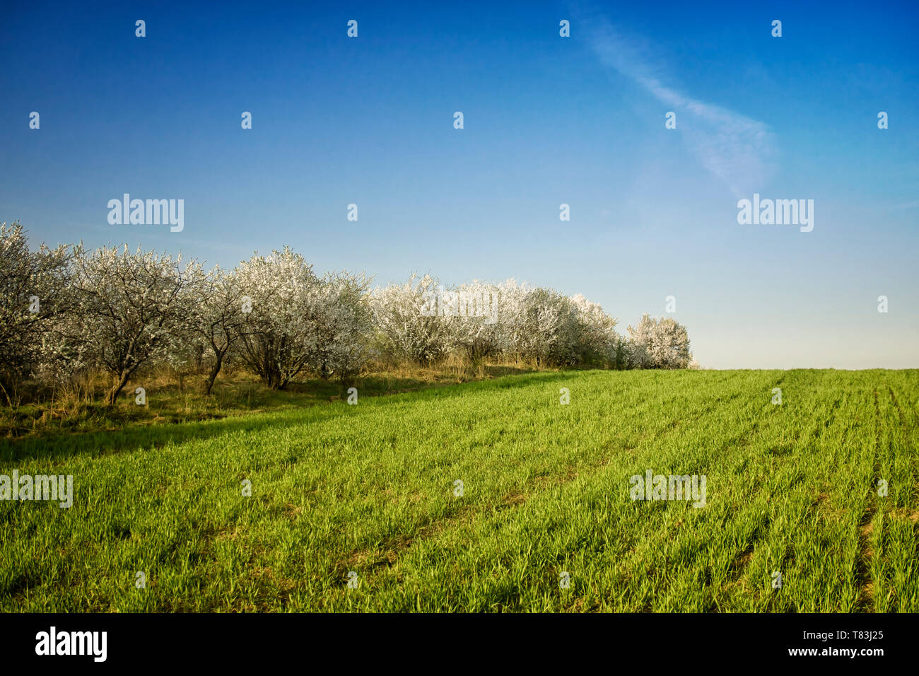 Field horizon heaven hi-res stock photography and images - Alamy
