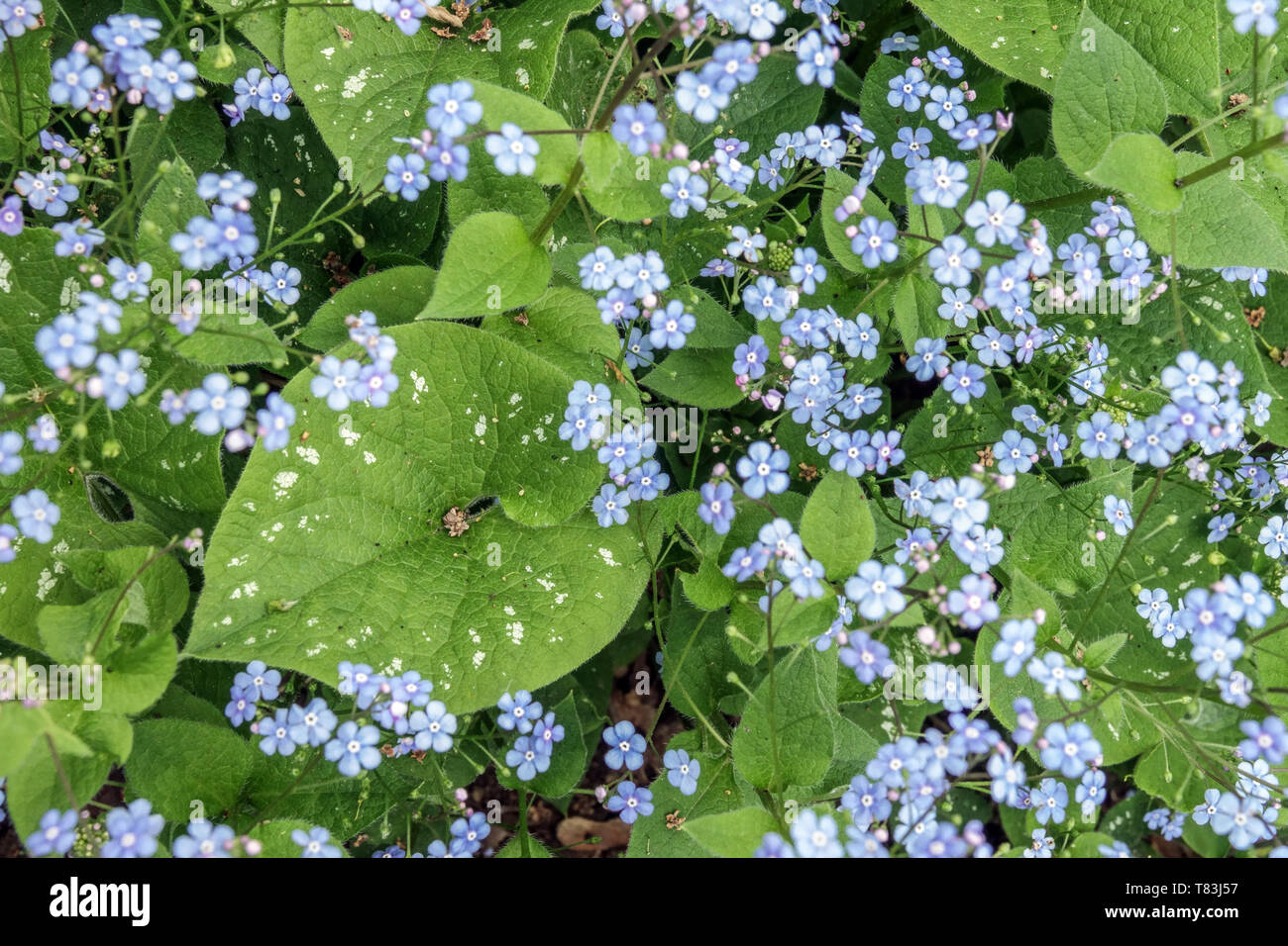 Brunnera hi-res stock photography and images - Alamy