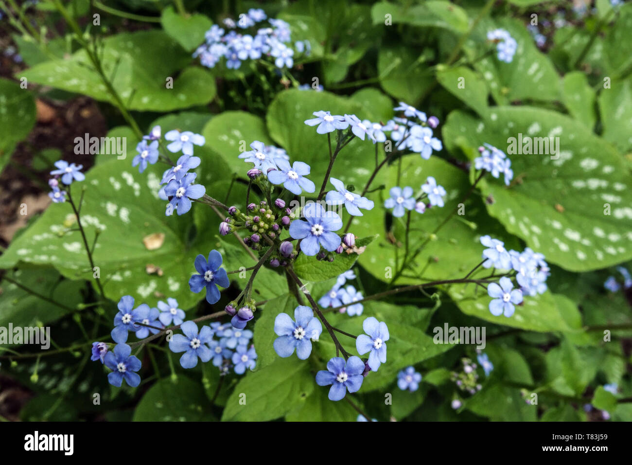 Brunnera macrophylla 'Langtrees', Brunnera 'Langtrees' Stock Photo - Alamy