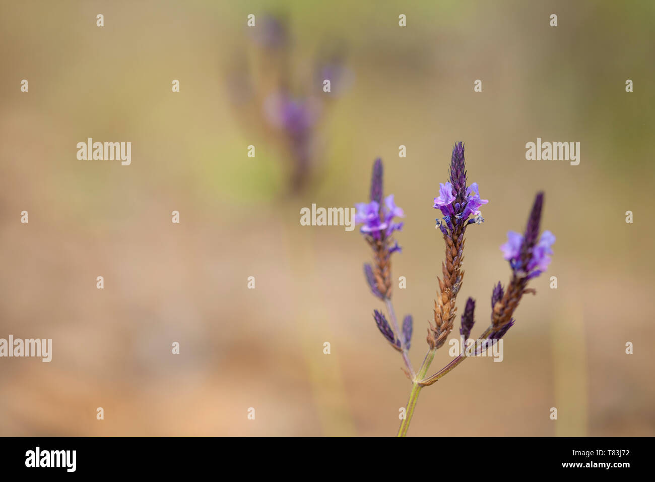 Flora of Gran Canaria - Canarian lavender, Lavandula canariensis, macro ...
