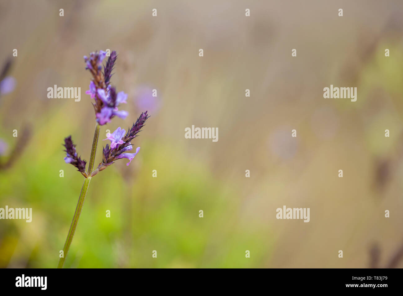 Flora of Gran Canaria - Canarian lavender, Lavandula canariensis, macro ...