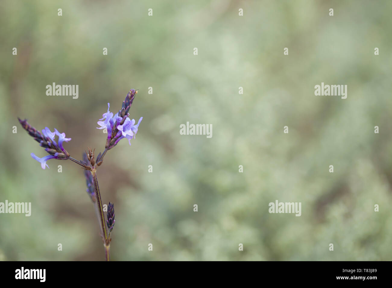 Flora of Gran Canaria - Canarian lavender, Lavandula canariensis, macro ...