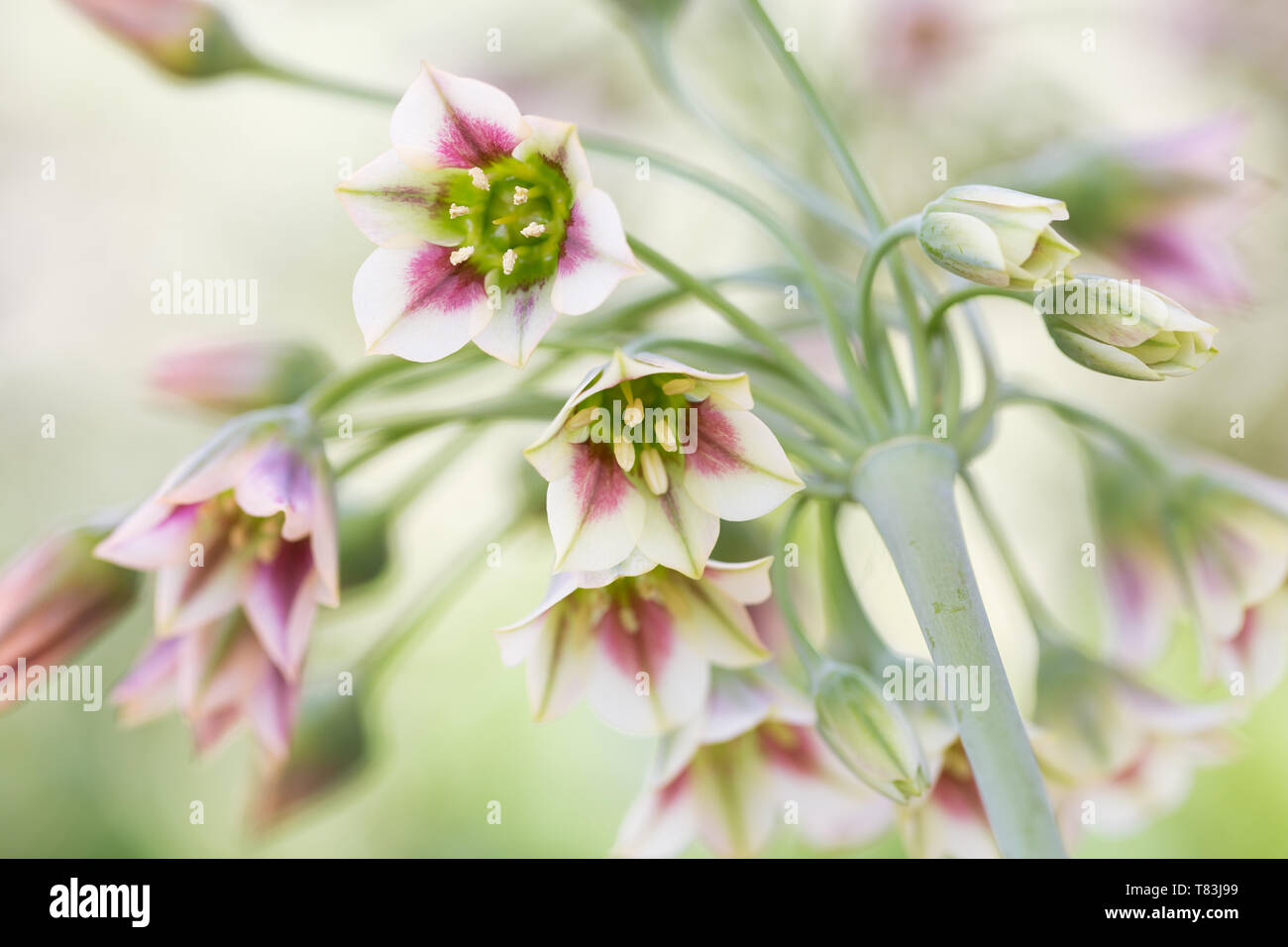 Spring flowering Nectaroscordum Siculum also known as Sicilian Honey ...