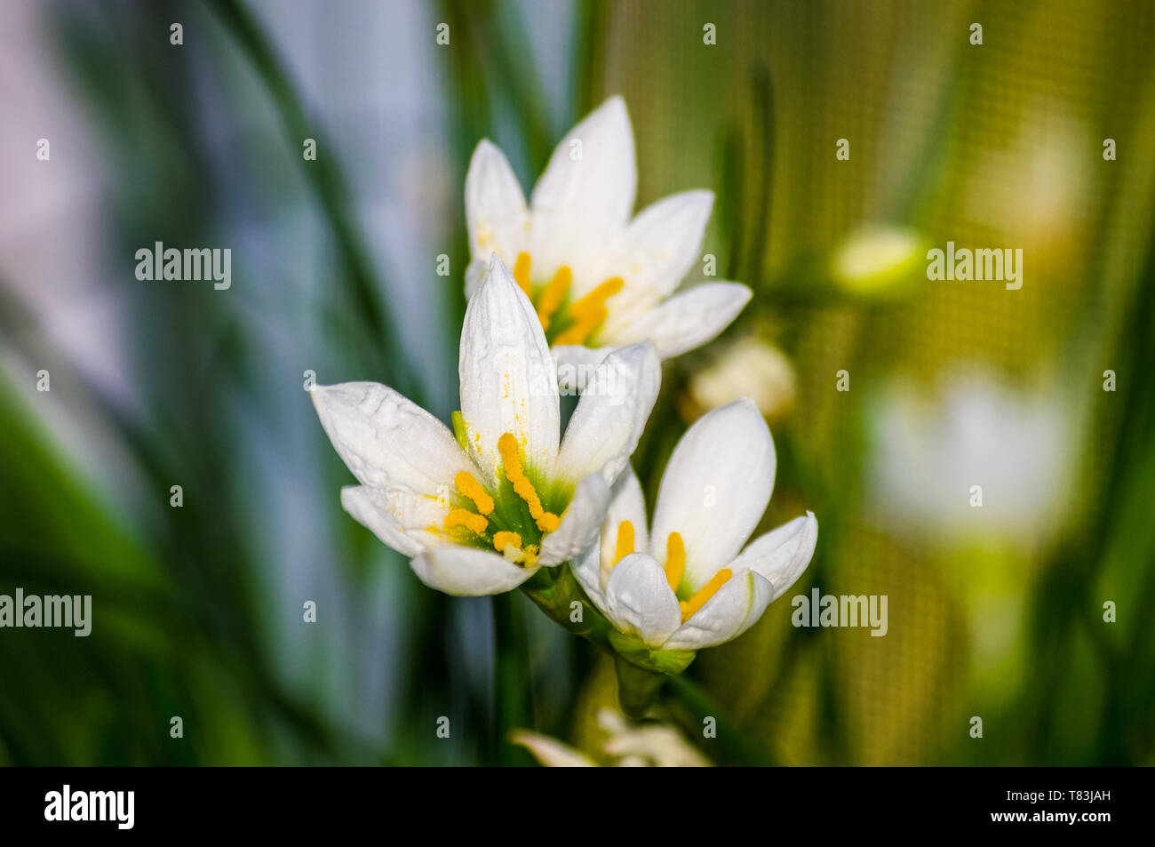 decorative white flower rain lily Zephyranthes grandiflora on blurred ...