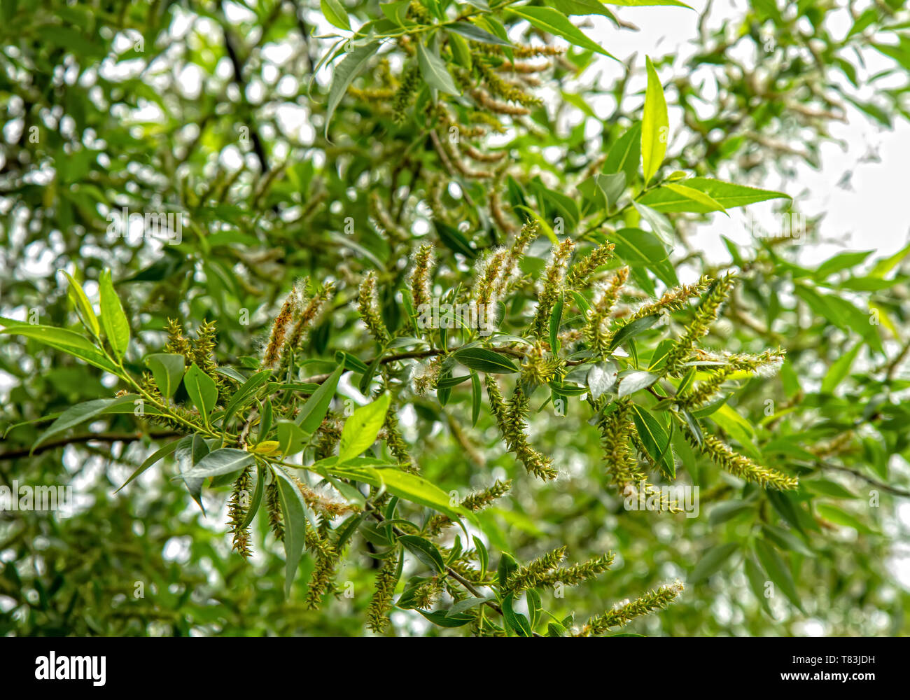 White willow light hi-res stock photography and images - Alamy