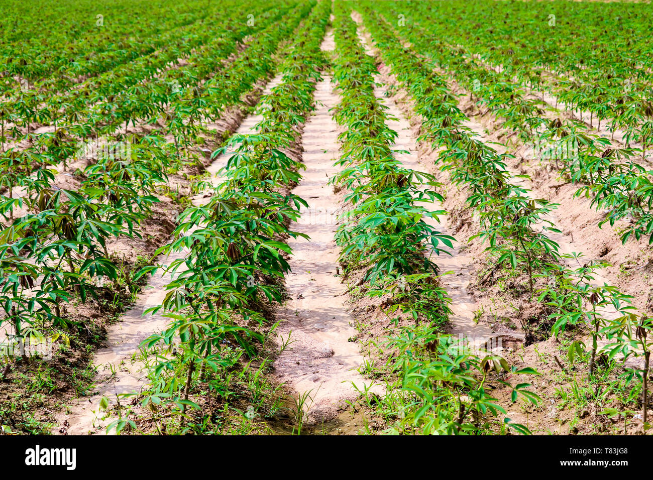 Cassava farm hi-res stock photography and images - Alamy