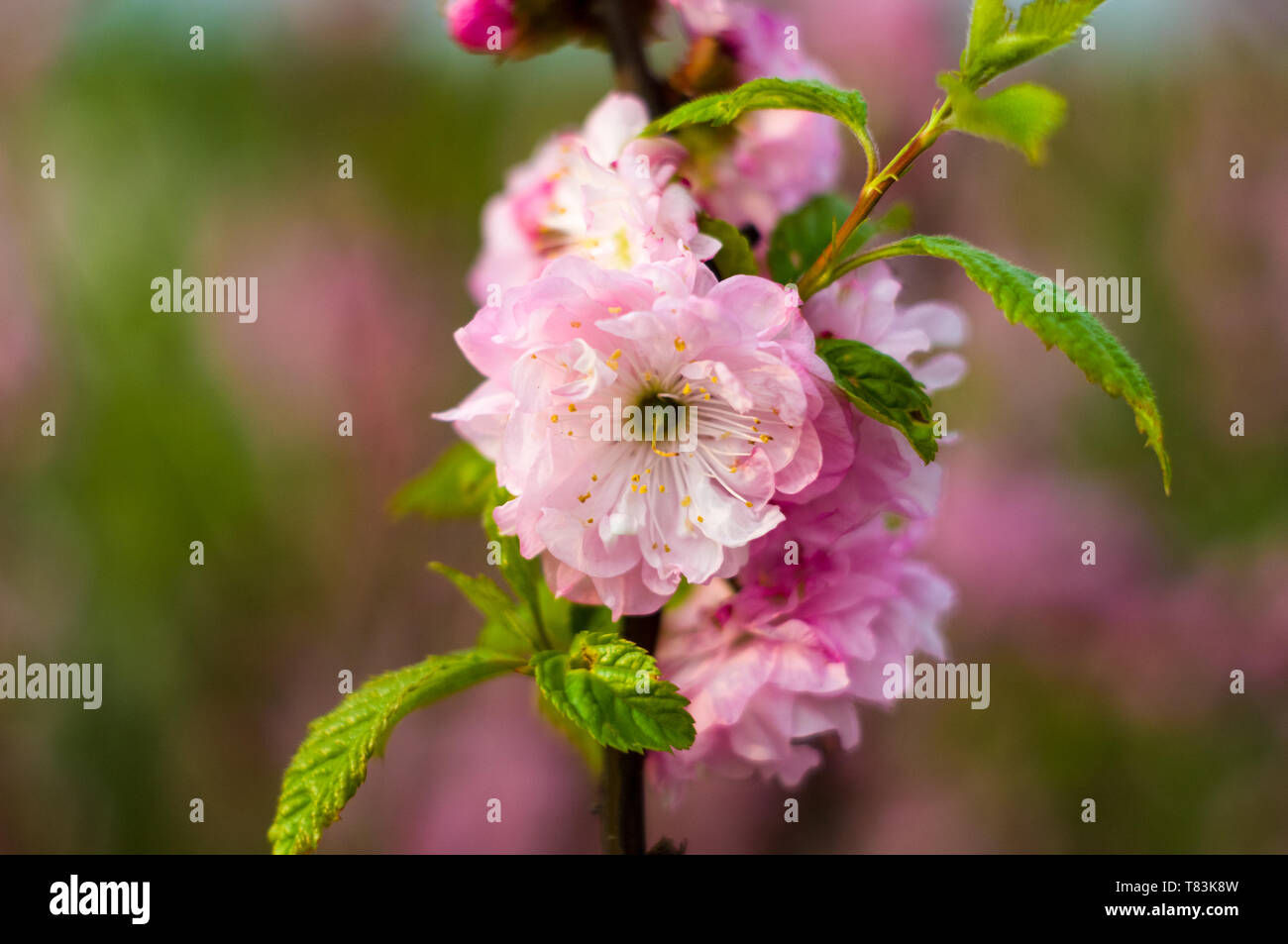 Background blooming beautiful pink cherries in raindrops on a sunny day ...