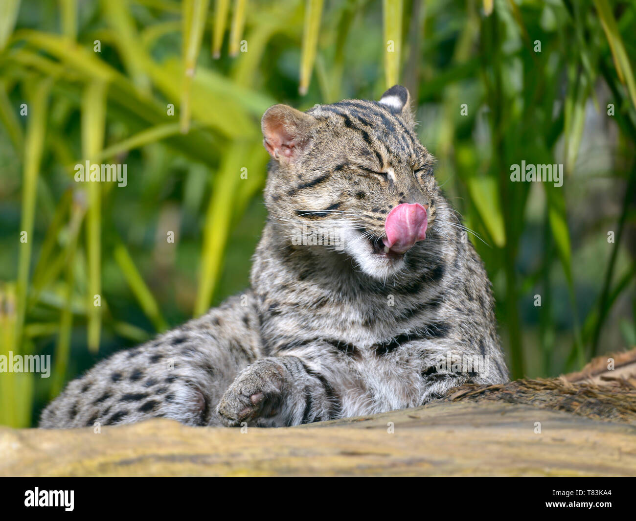 Fishing cat (Prionailurus viverrinus) lying and pulling the tongue ...
