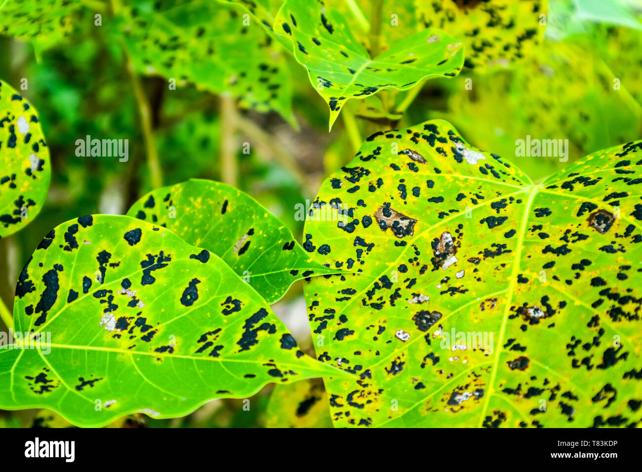 Leaf blight hi-res stock photography and images - Alamy