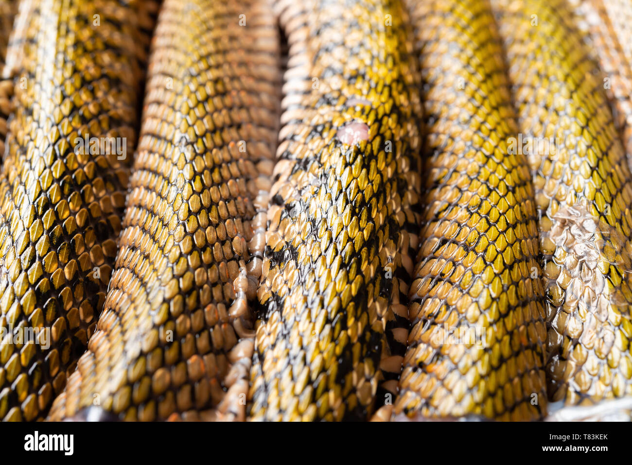 cutout snake lined up vertically Stock Photo - Alamy