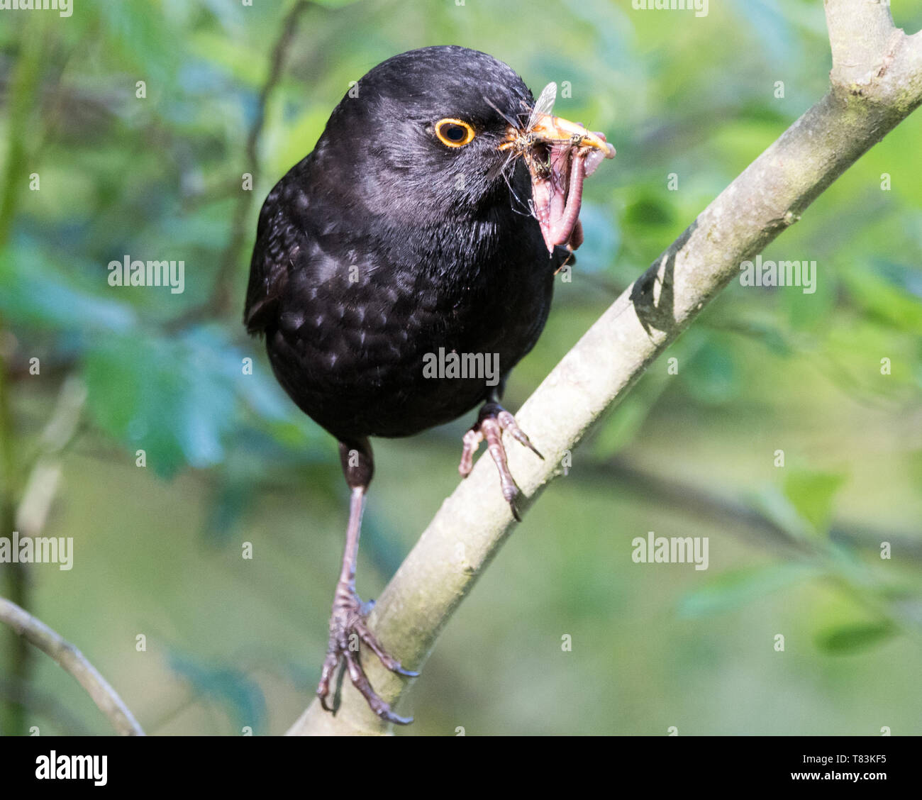 Male common blackbird hi-res stock photography and images - Alamy