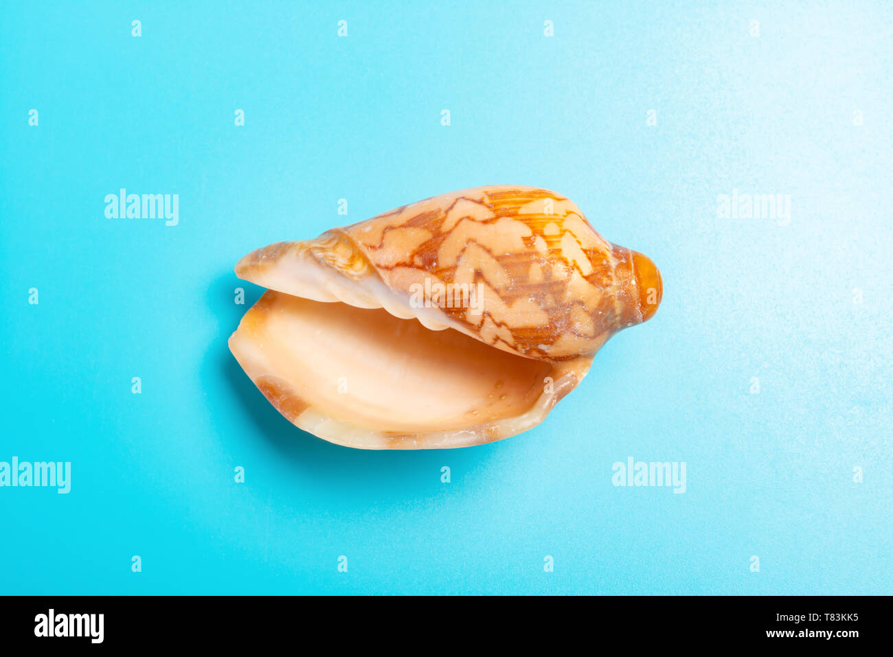 conch shell on a blue background Stock Photo - Alamy