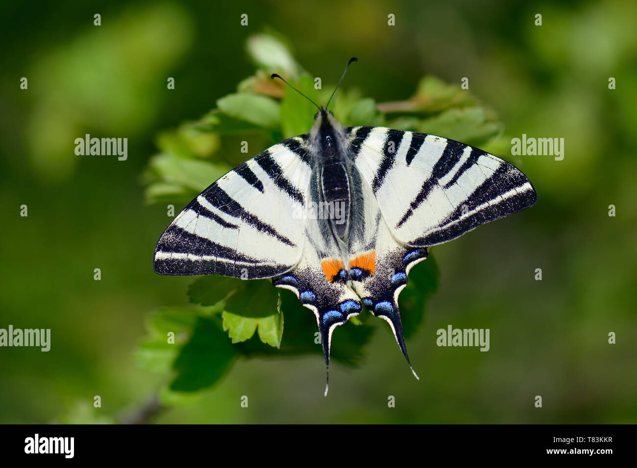 Scarce swallowtail (Iphiclides podalirius) basking with its wings ...