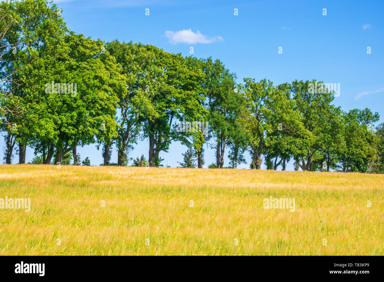 Deciduous tree cornfield hi-res stock photography and images - Alamy