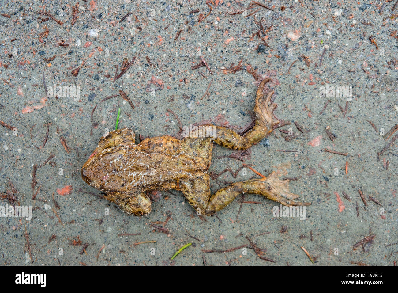 Frog lying down hi-res stock photography and images - Alamy