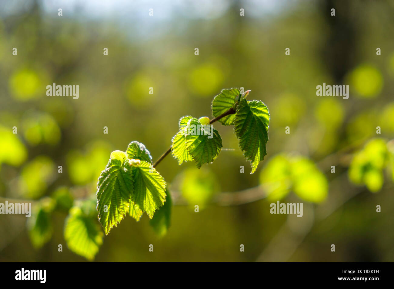 Newly cut leaves on a tree branch in sunshine Stock Photo - Alamy