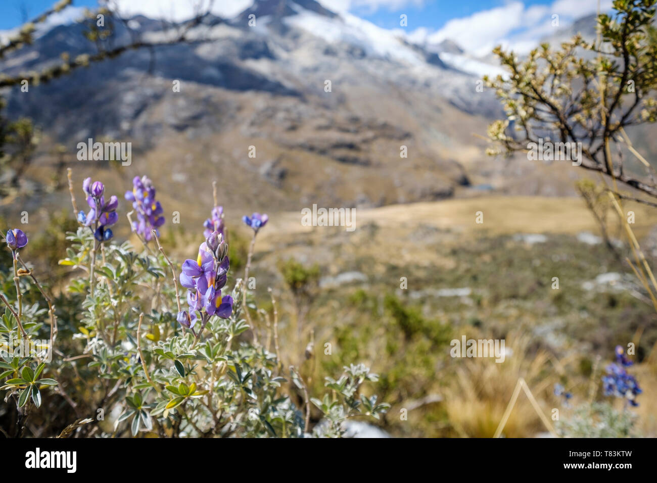 Chocho andino, Tarwi or Andean Lupin (Lupinus mutabilis) is a beautiful ...