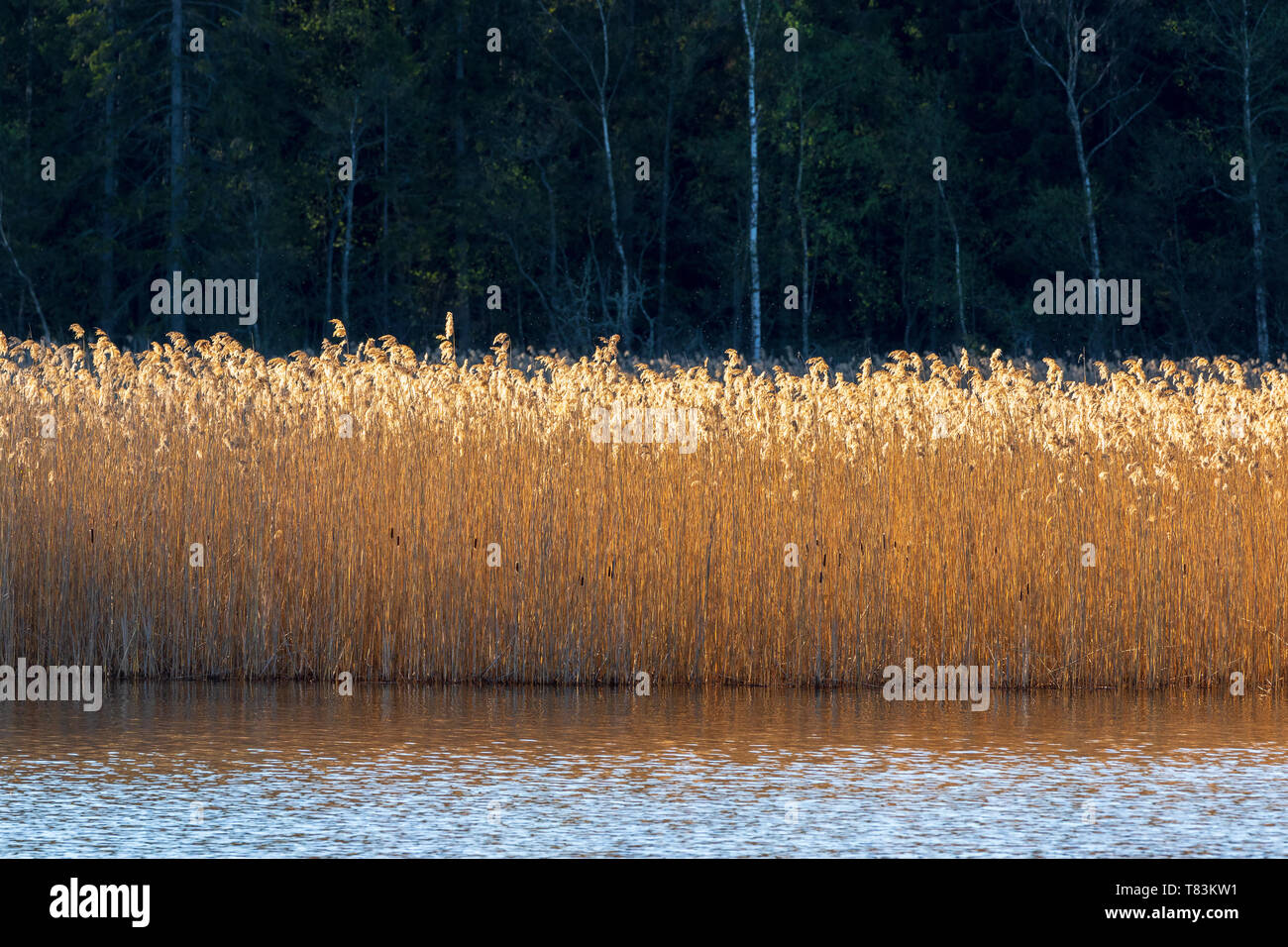 Reed bed in a lake with sunlight on it Stock Photo - Alamy