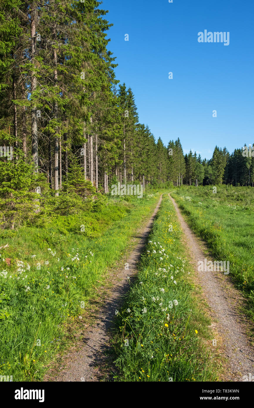 Grass shoulder road in the forest Stock Photo - Alamy