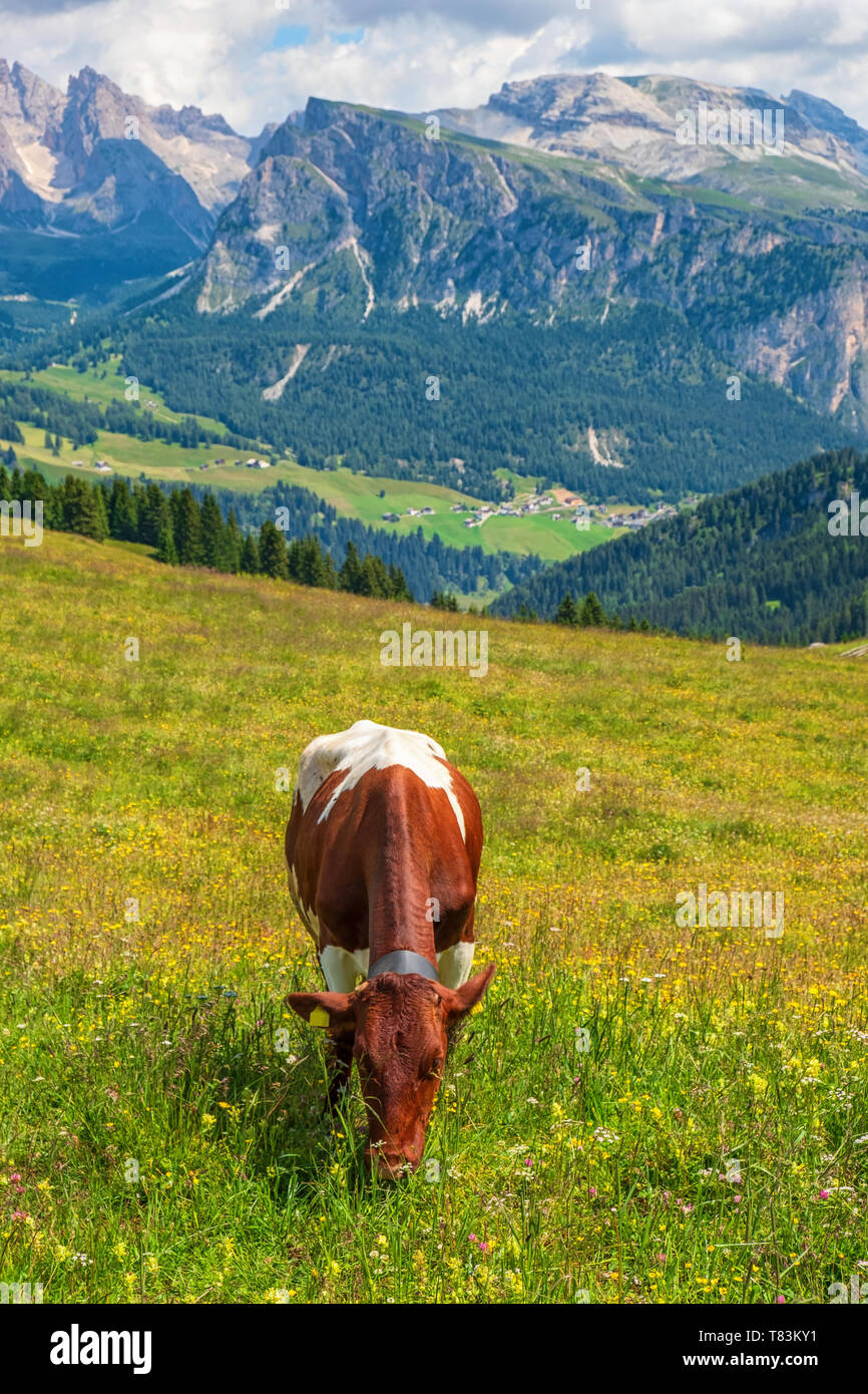 Alp cow mountain range hi-res stock photography and images - Alamy