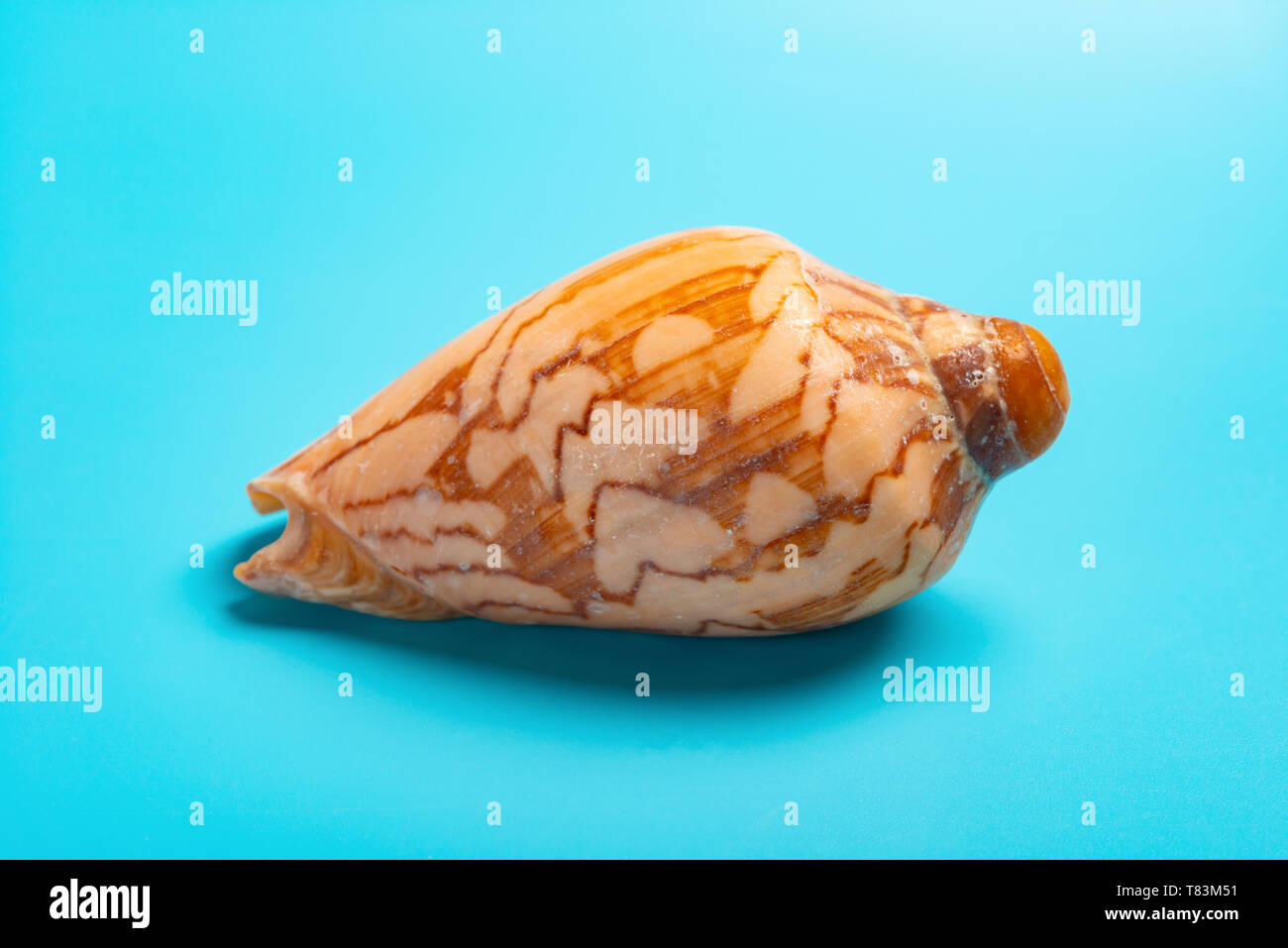 conch shell on a blue background Stock Photo - Alamy