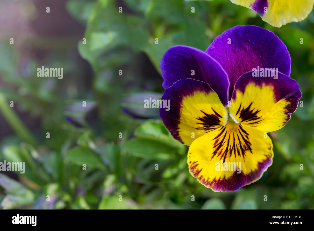 Pansy flower close up hi-res stock photography and images - Alamy