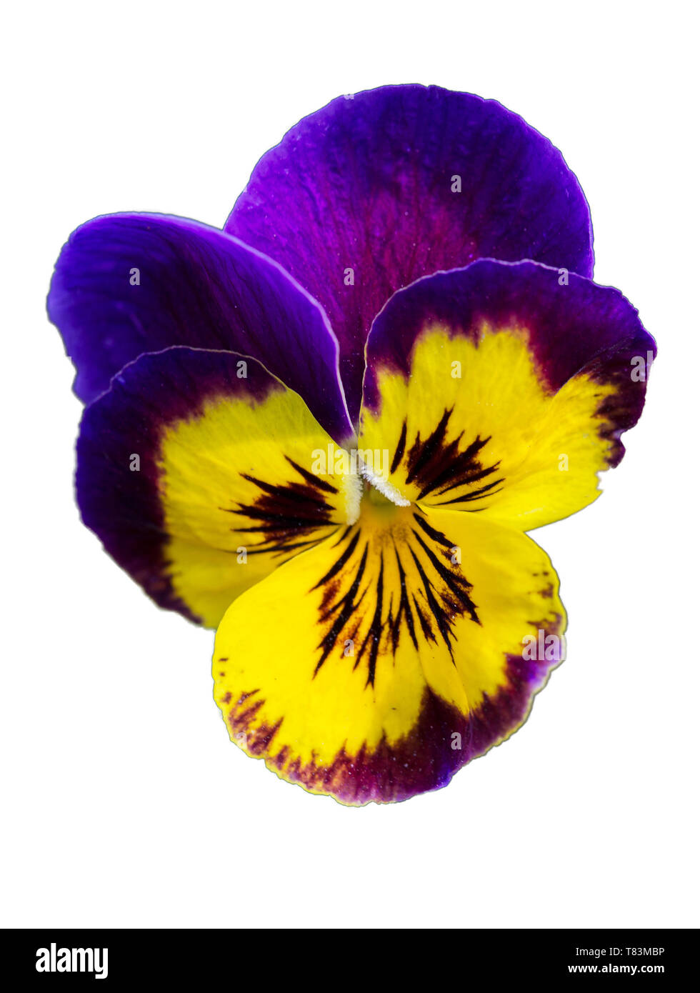 Close up on pansy Cut Out Stock Images & Pictures - Alamy