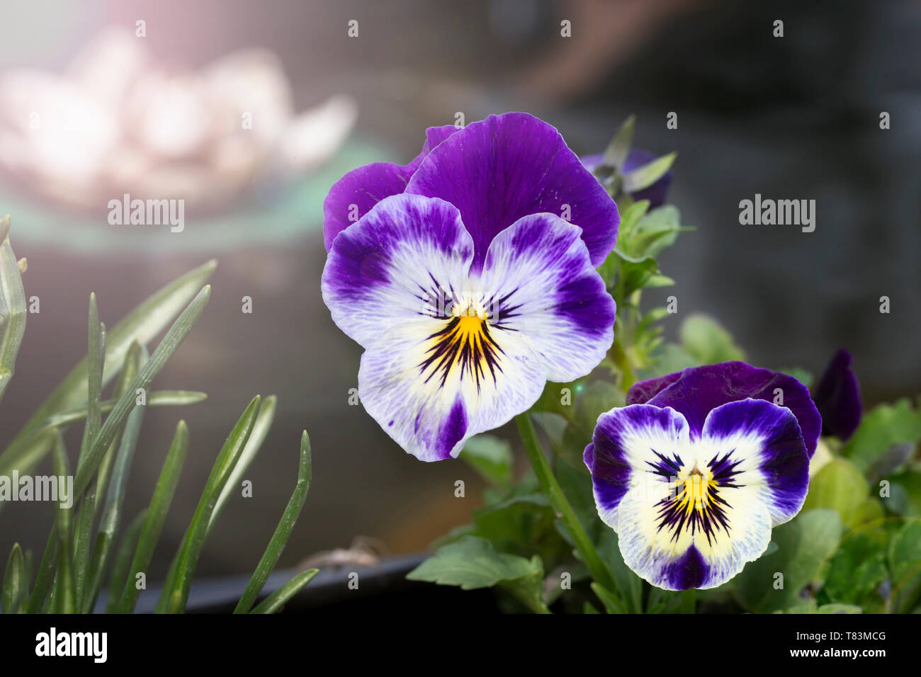 Pansy seeds hi-res stock photography and images - Alamy
