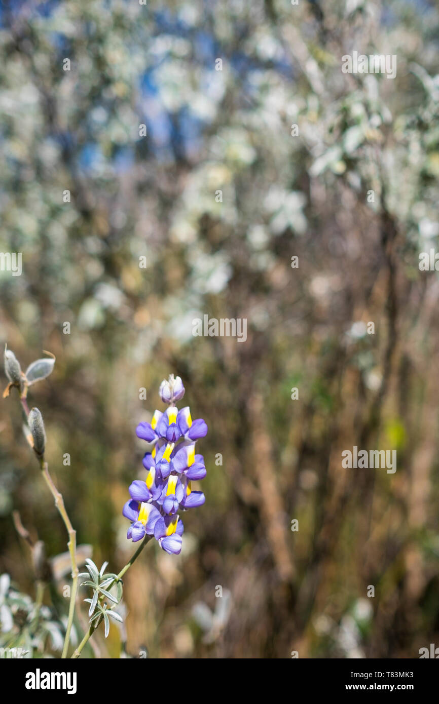 Chocho andino, Tarwi or Andean Lupin (Lupinus mutabilis) is a beautiful ...