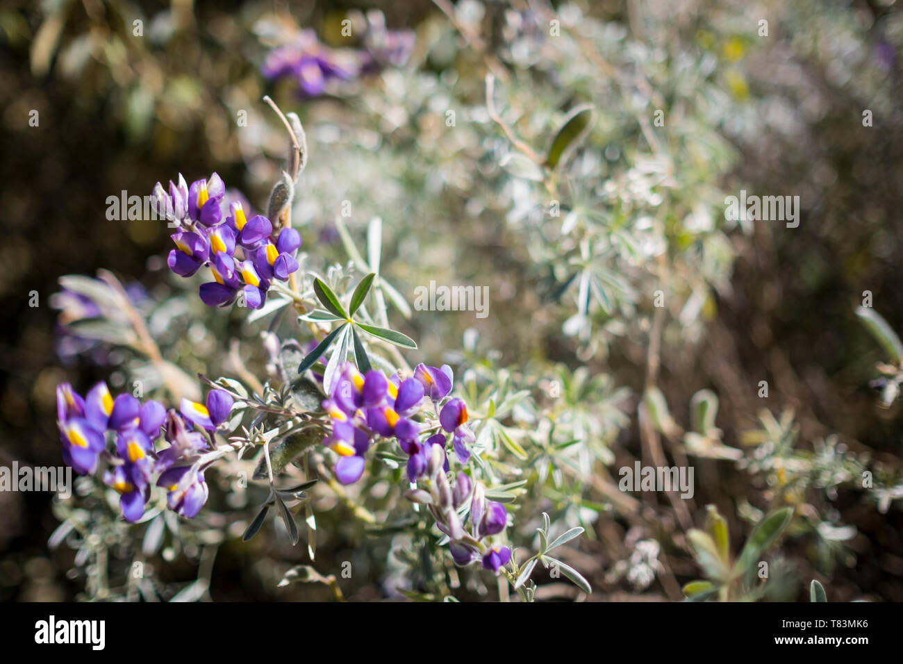 Chocho andino, Tarwi or Andean Lupin (Lupinus mutabilis) is a beautiful ...